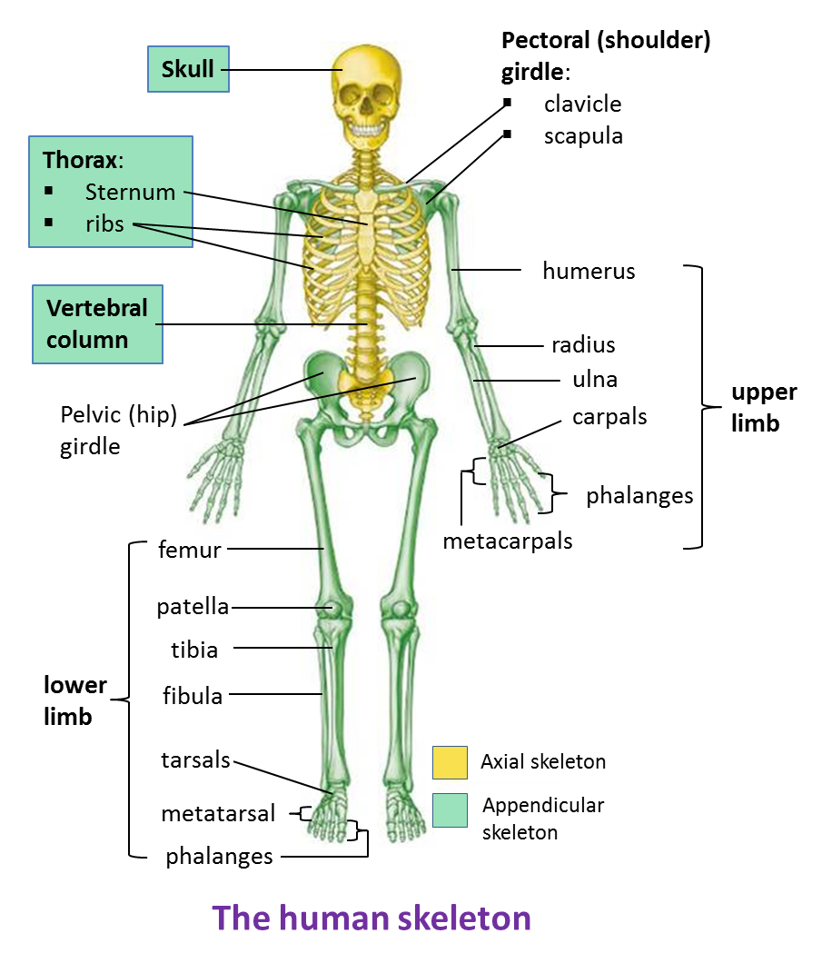 2 1 1 The Human Skeleton SPM Biology