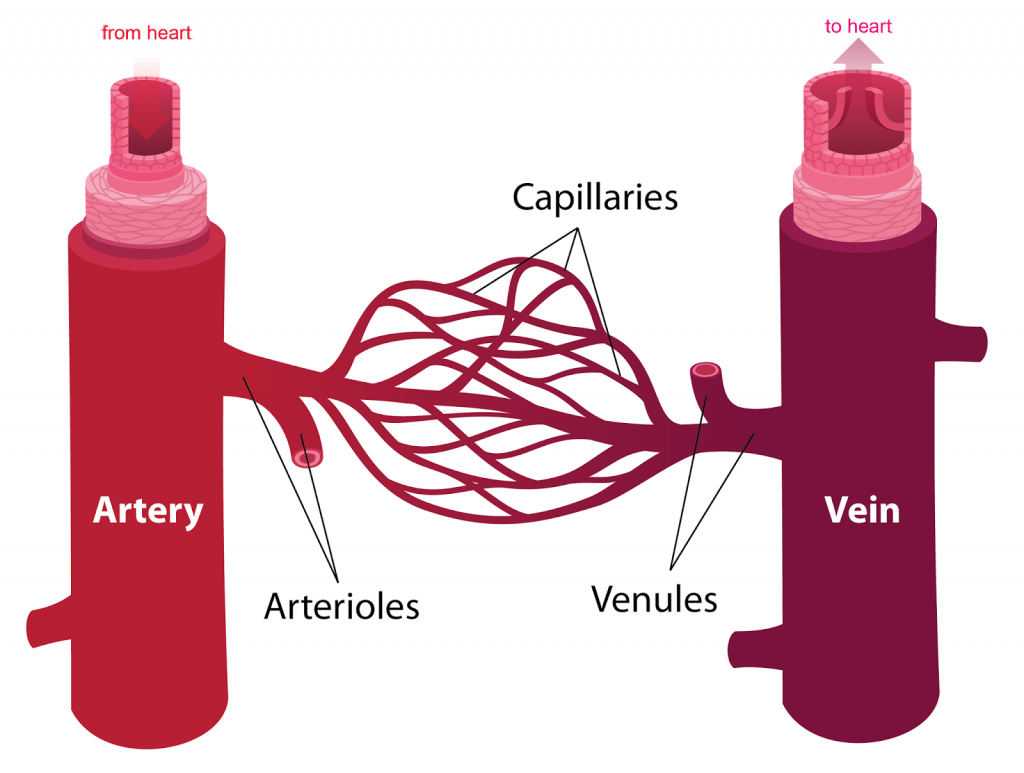 10.2.5a The Blood Vessels - SPM Biology