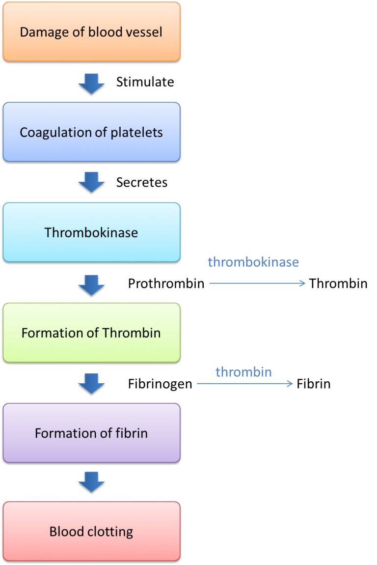 10.3.1 Mechanism of Blood Clotting - SPM Biology