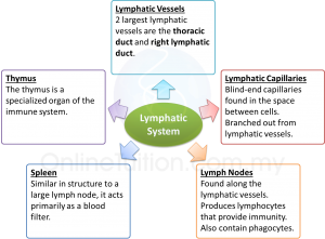 10.4 The Lymphatic System - SPM Biology