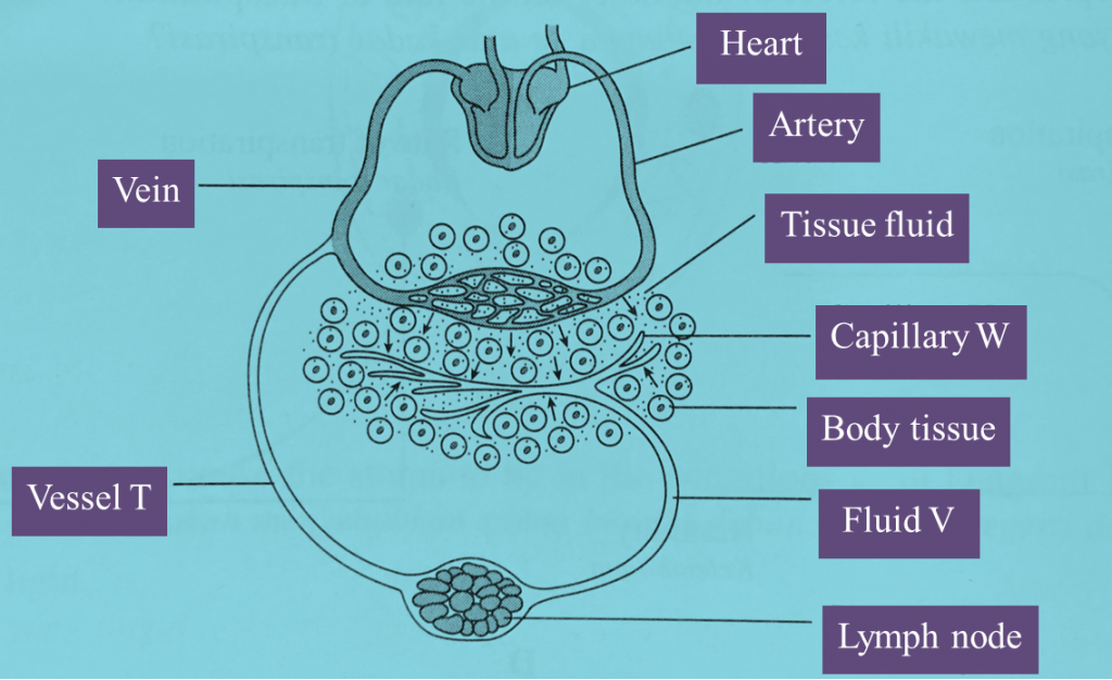 10.8.2 Lymphatic System (Structured Question 1 & 2) - SPM Biology