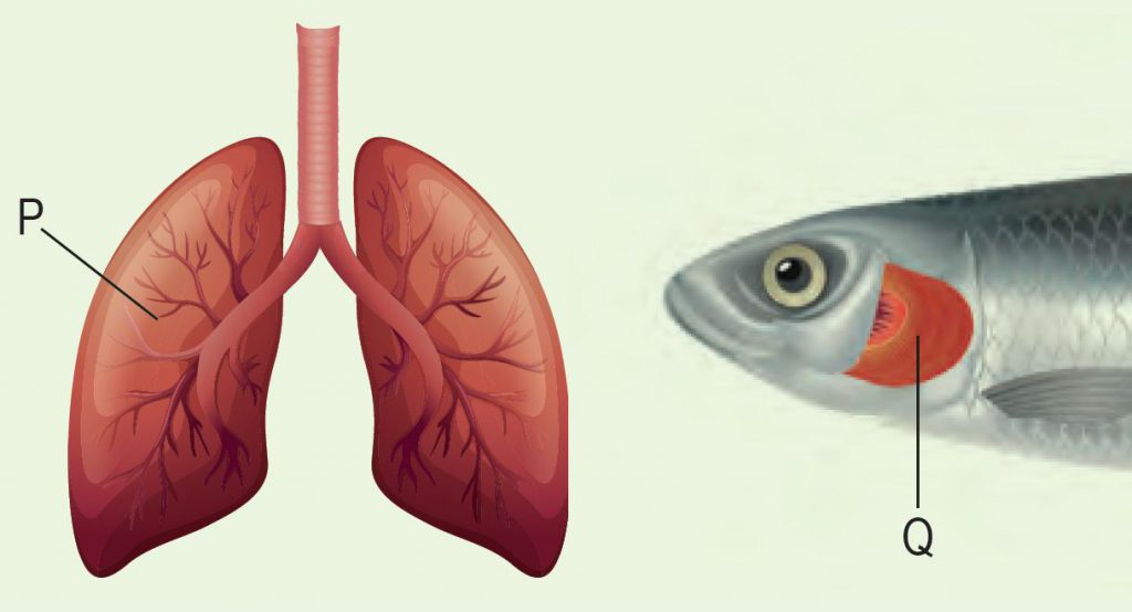 Summative Practice Chapter 8 - Question 6 & 7 (Form 4 Biology Textbook ...